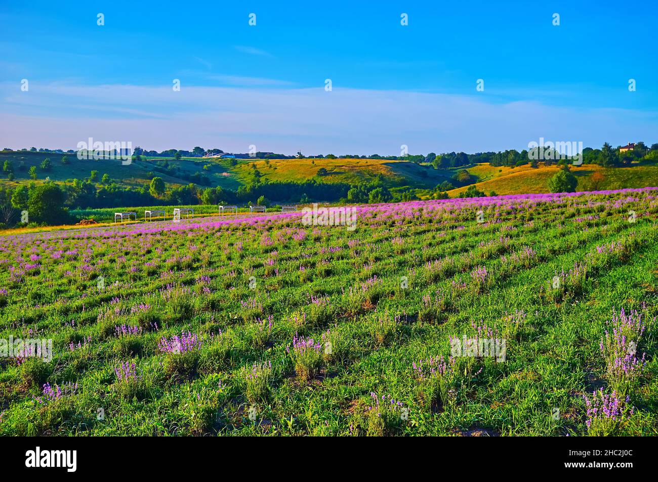 The rows of small young lavender plants with a few of blooming flowers ...