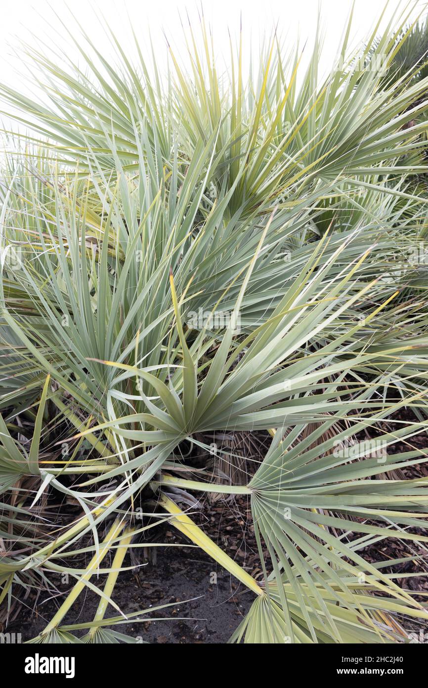 Nannorrhops ritchiana - the Mazari palm Stock Photo - Alamy