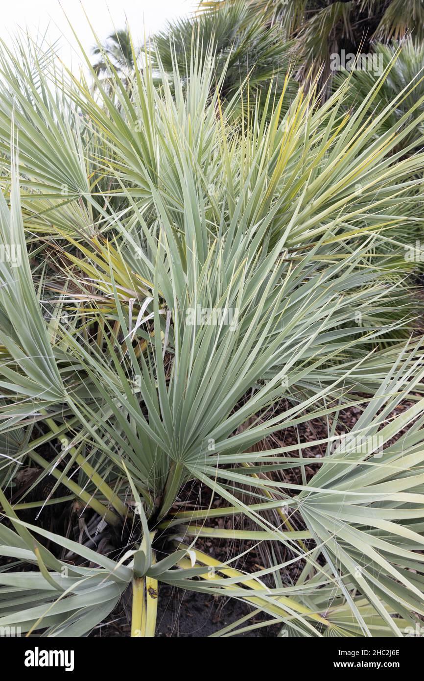 Nannorrhops ritchiana - the Mazari palm Stock Photo - Alamy