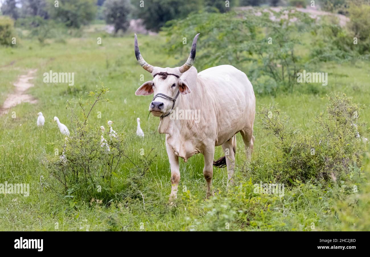 Indian domestic bull cattle (Bos taurus) walking in the green field ...