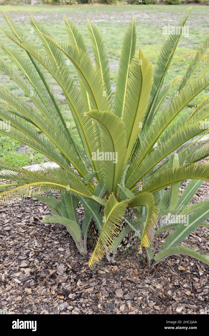 Dioon hi-res stock photography and images - Alamy