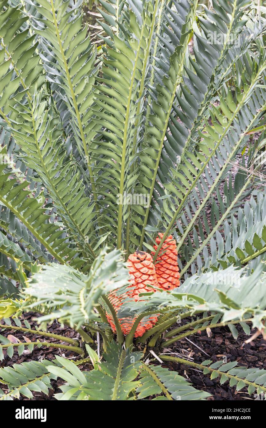 Encephalartos ferox cycad Stock Photo - Alamy
