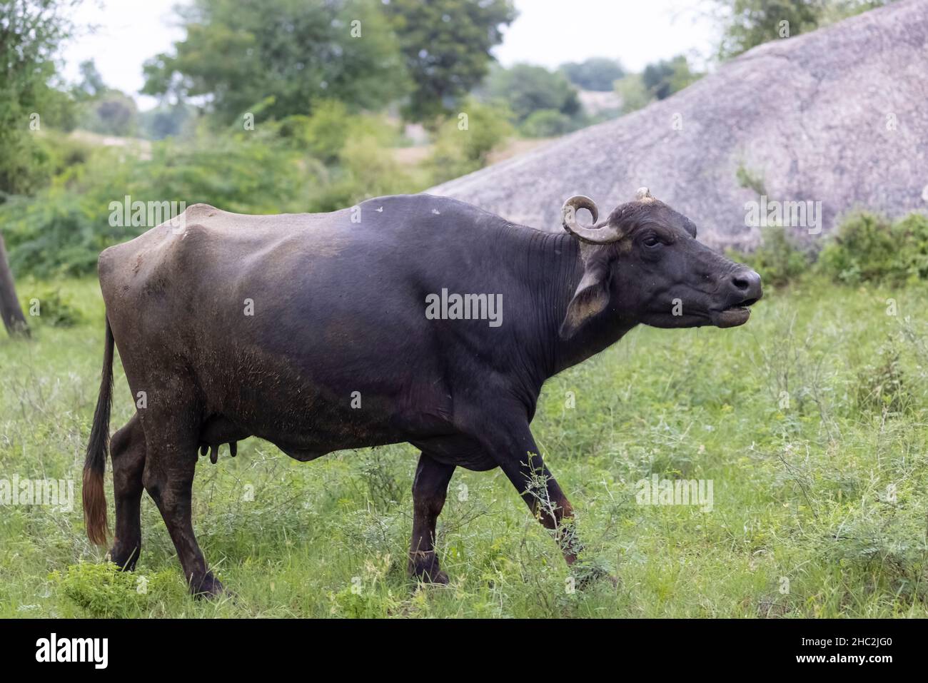 Indian domestic water buffalo (Bubalus bubalis) eating grass in the ...