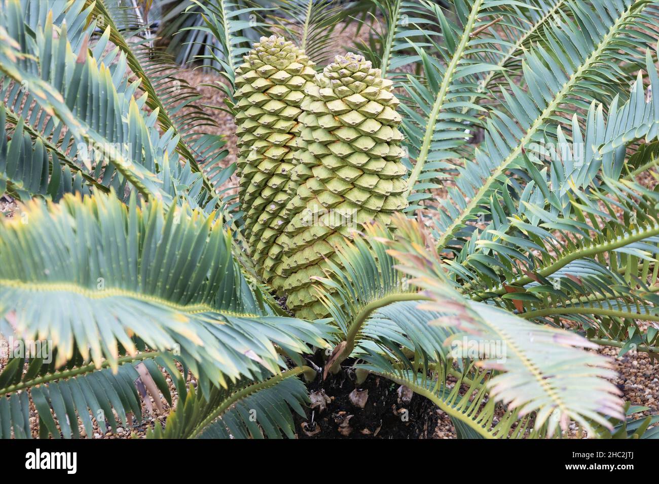 Concinnus hi-res stock photography and images - Alamy