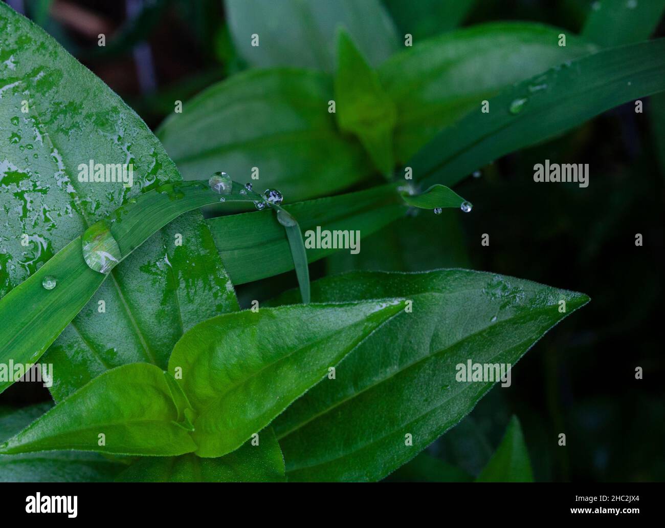 Rain forest ground cover hi-res stock photography and images - Alamy