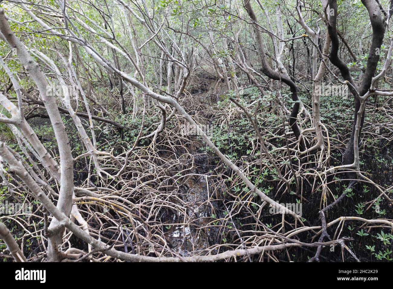 A mangrove at Weedon Island Preserve in St. Petersburg, Florida Stock ...