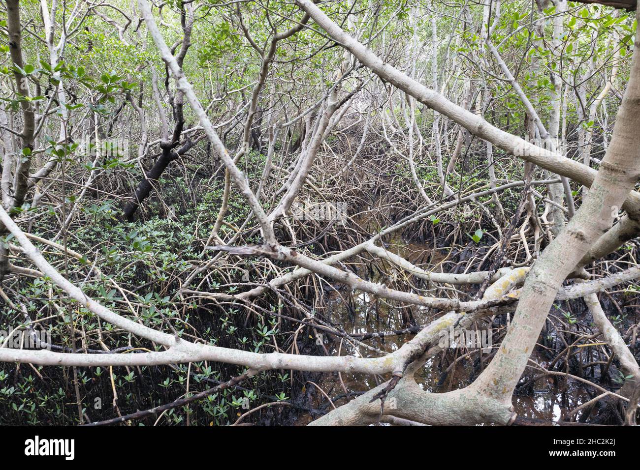 A mangrove at Weedon Island Preserve in St. Petersburg, Florida Stock ...