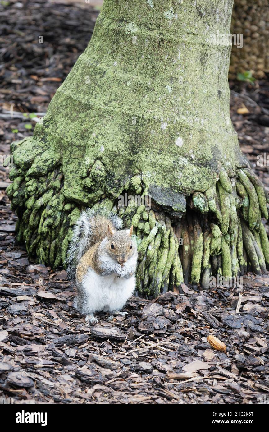 Squirrel at base of a tree hi-res stock photography and images - Alamy