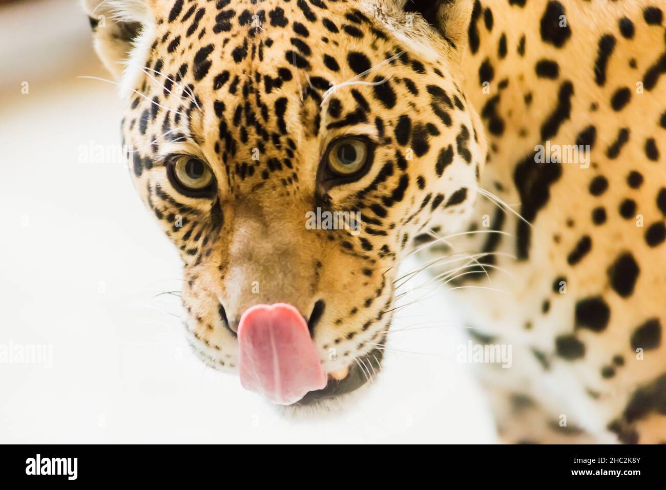 Pantera leopard hi-res stock photography and images - Alamy