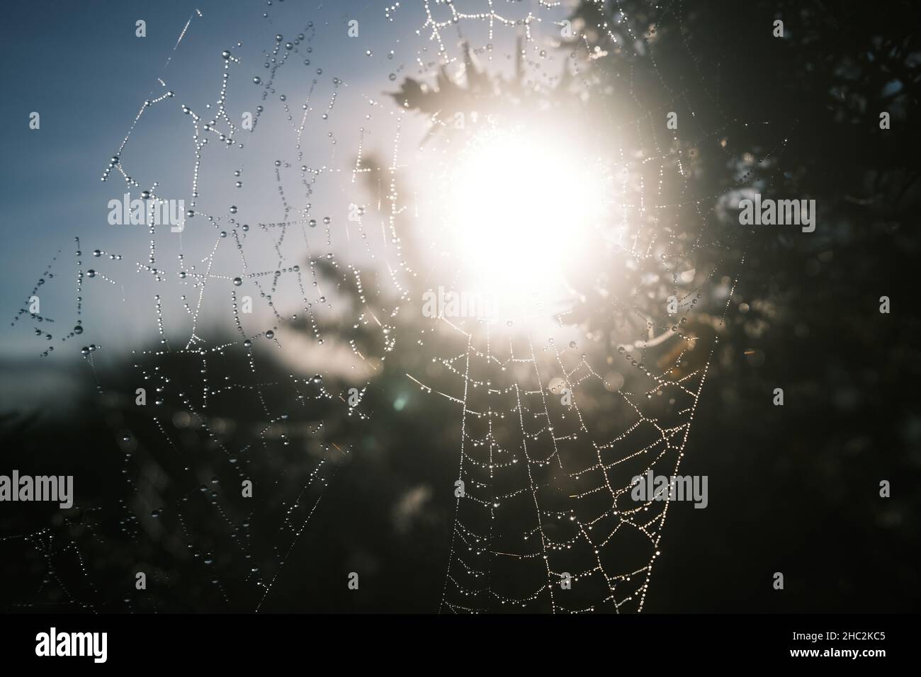 Spiders web texture hi-res stock photography and images - Alamy