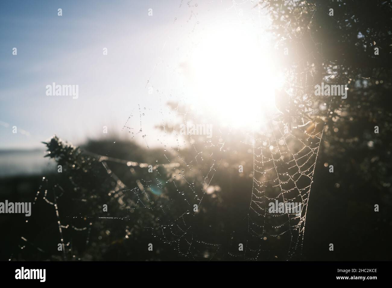 Spiders web texture hi-res stock photography and images - Alamy