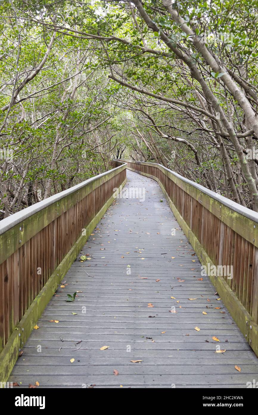 A wooden walkway at Weedon Island Preserve in St. Petersburg, Florida ...