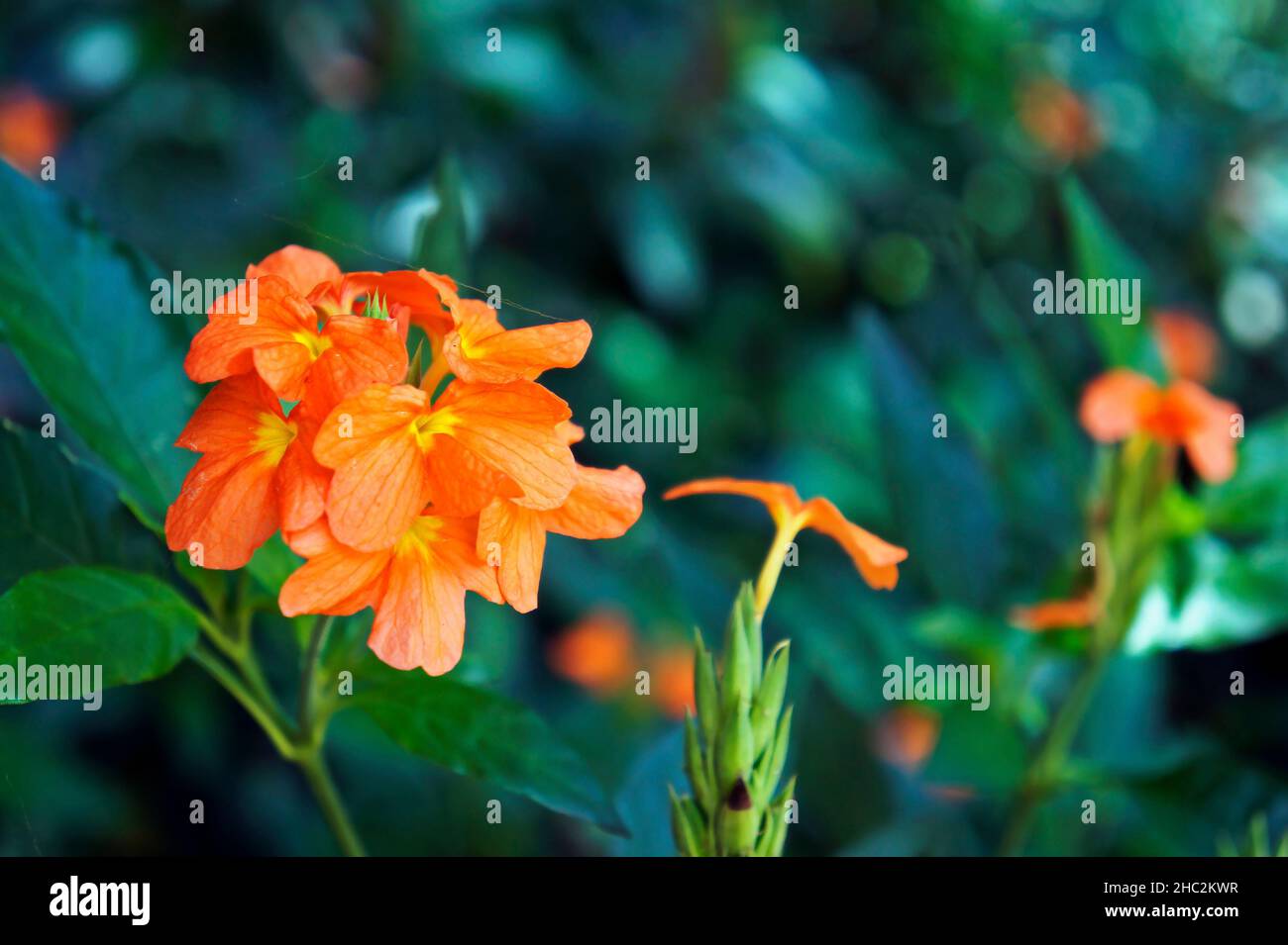 Firecracker flower hi-res stock photography and images - Alamy