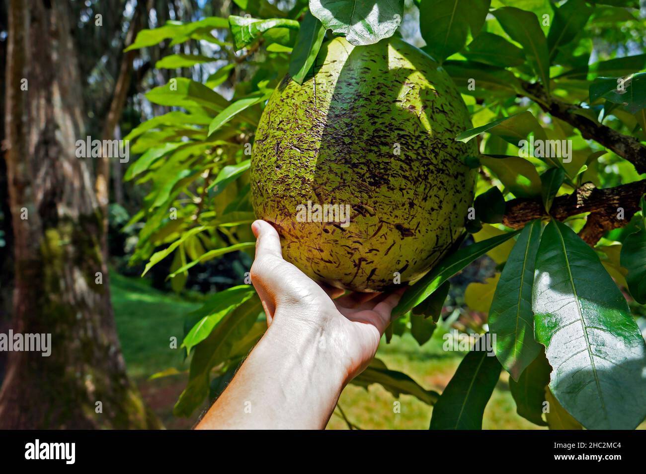 Calabash tree fruit (Crescentia cujete) on hand Stock Photo - Alamy