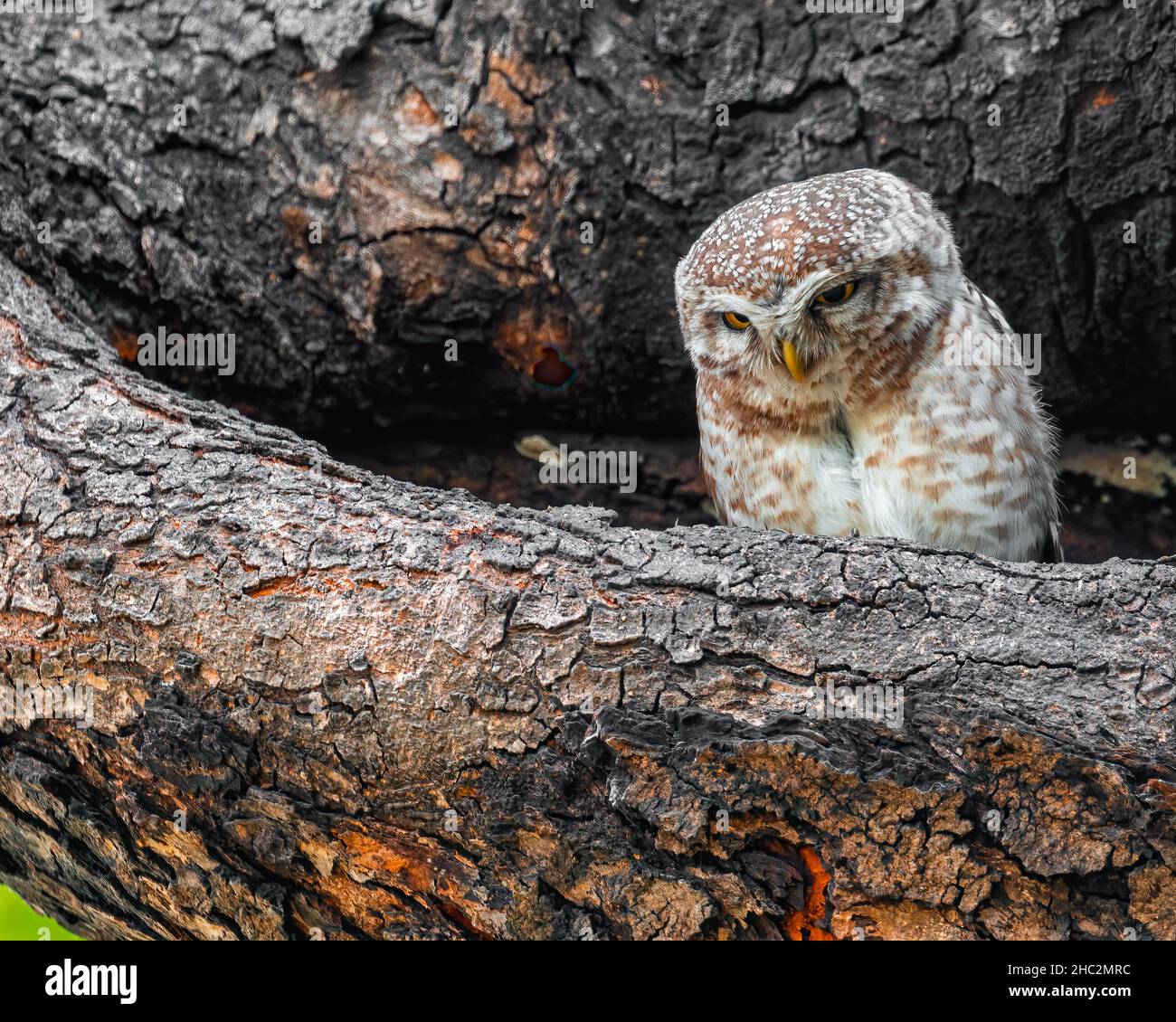 Owl looking down hi-res stock photography and images - Alamy