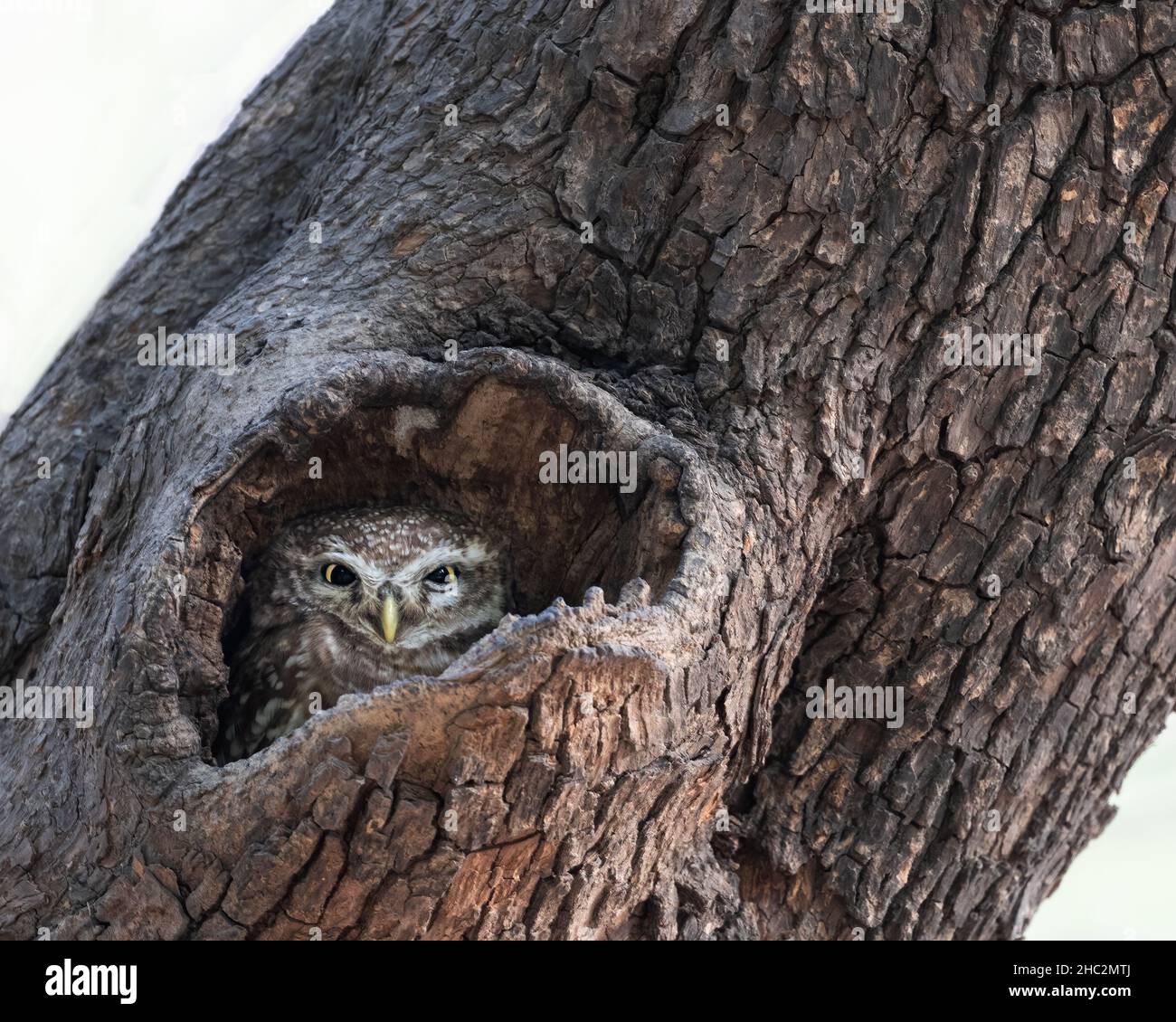 Animal looking from hole in tree hi-res stock photography and images ...