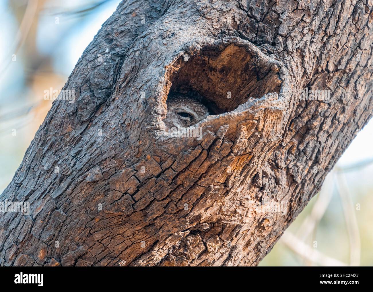A spotted Owl hidden in its nest in tree trunk Stock Photo - Alamy