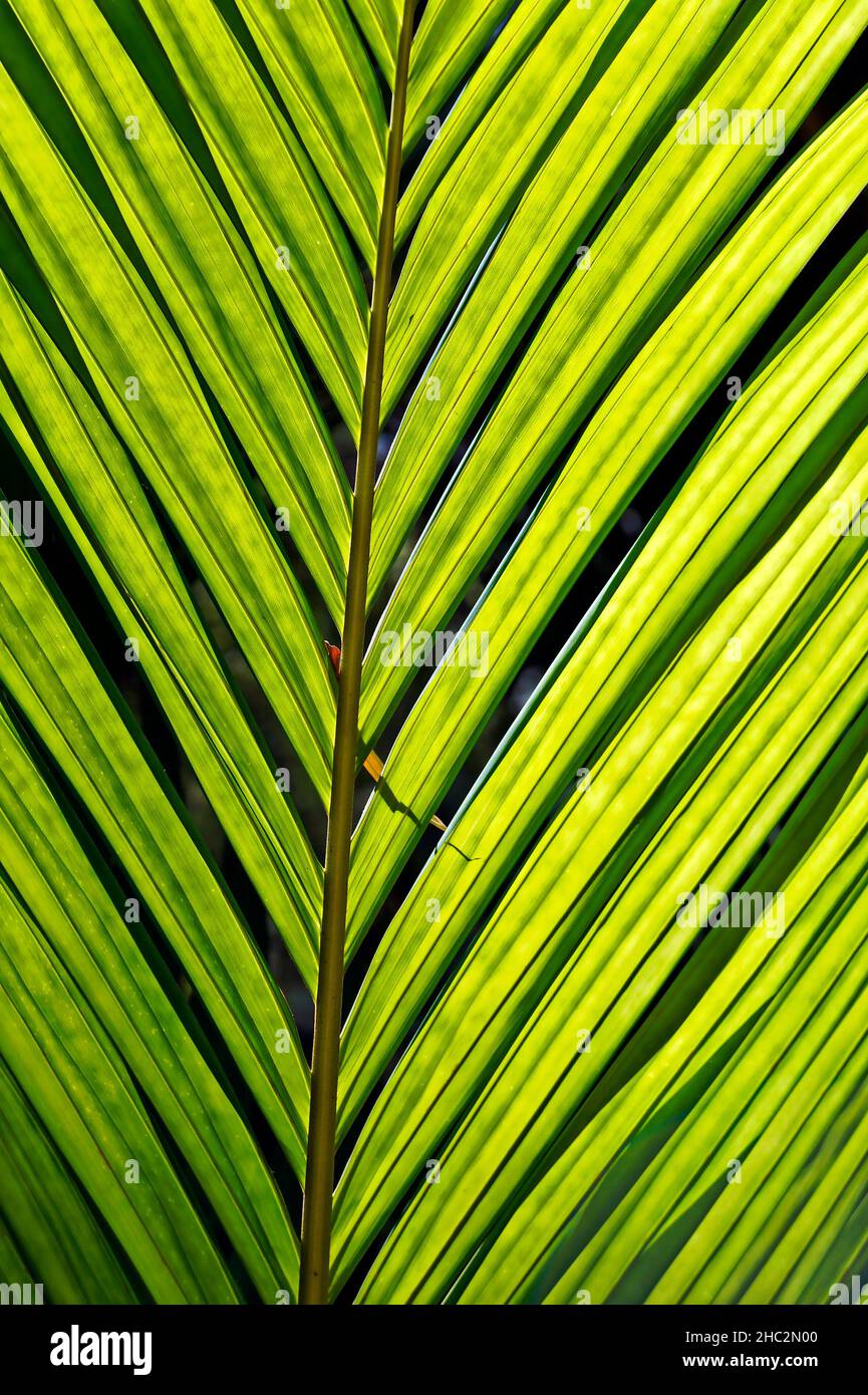 Palm tree leaf detail on tropical rainforest Stock Photo - Alamy
