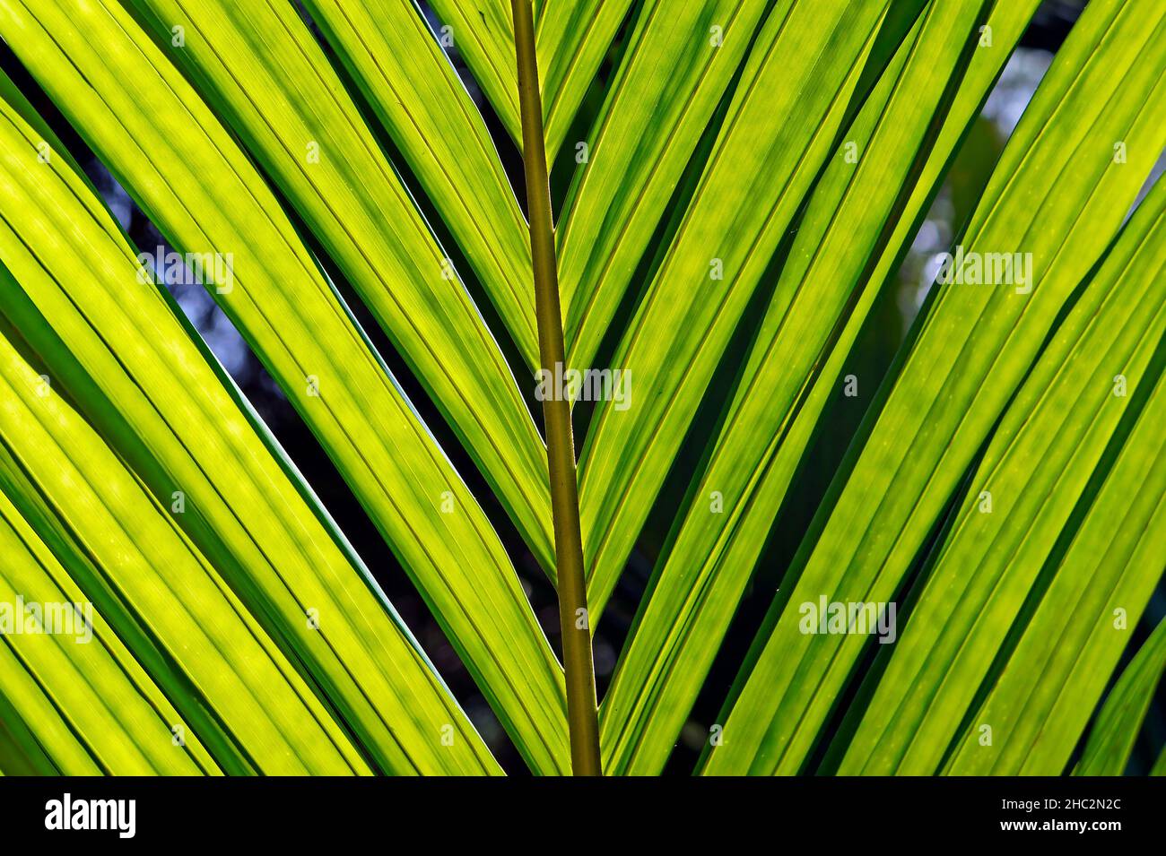 Palm tree leaf detail on tropical rainforest Stock Photo - Alamy