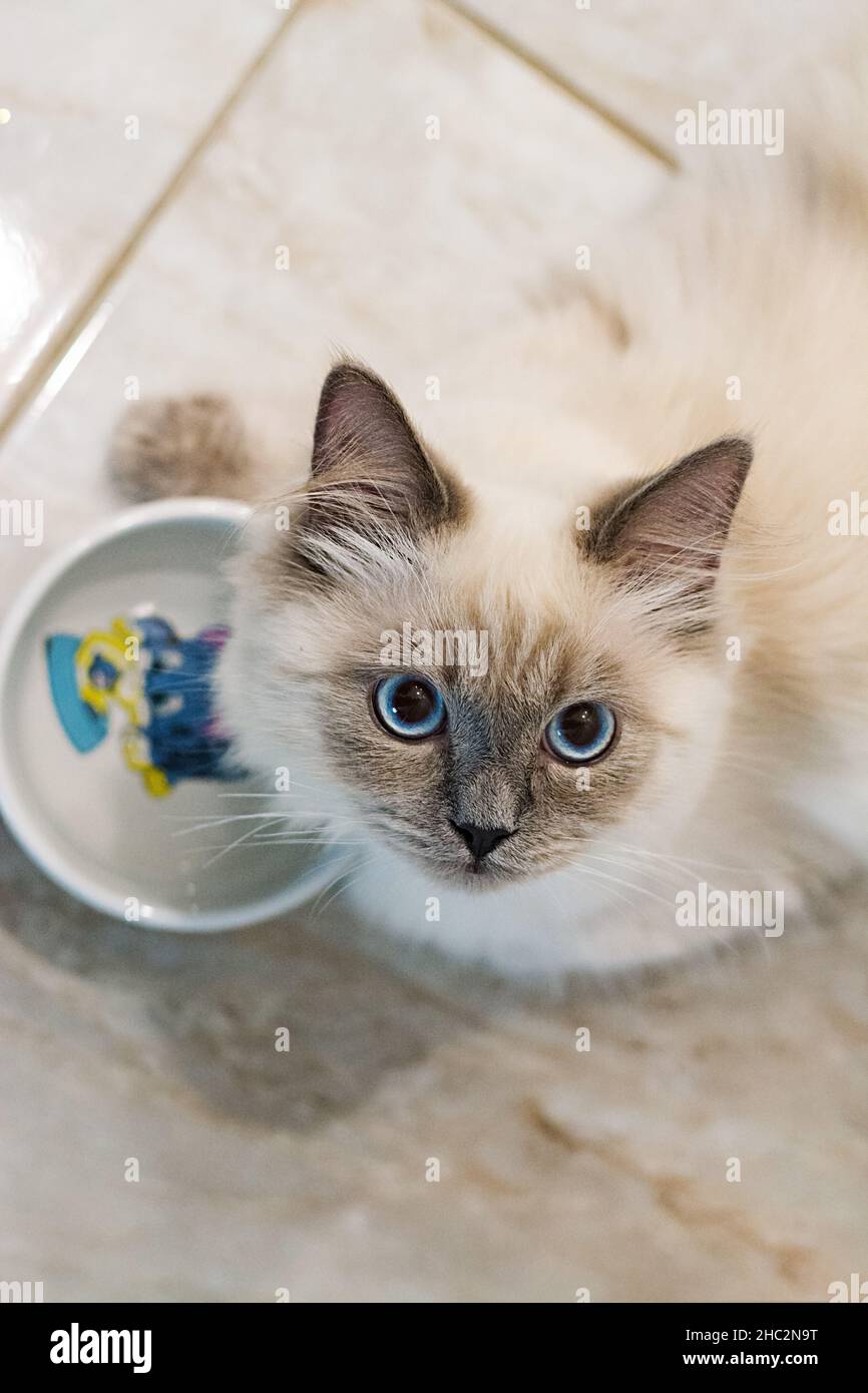 A white cat in a crouching position with a wide eyed surprised Stock ...