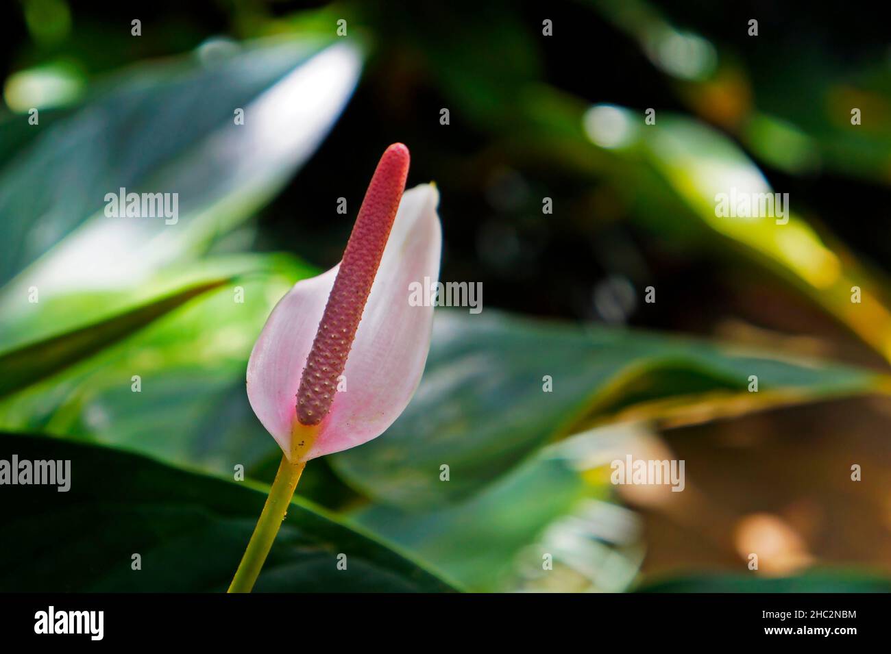 Pink anthurium flower hi-res stock photography and images - Alamy