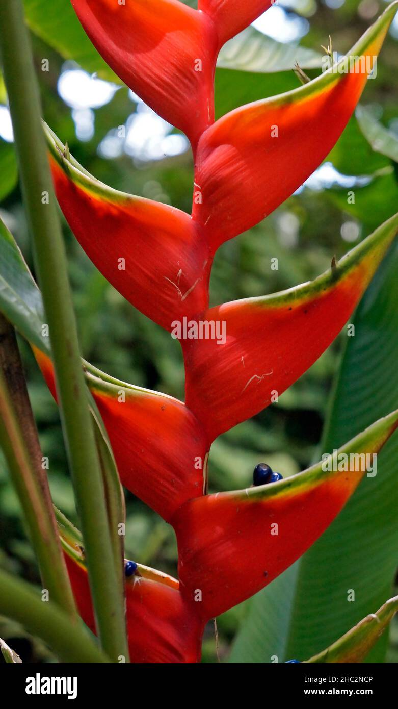 Red rainforest flower hi-res stock photography and images - Alamy