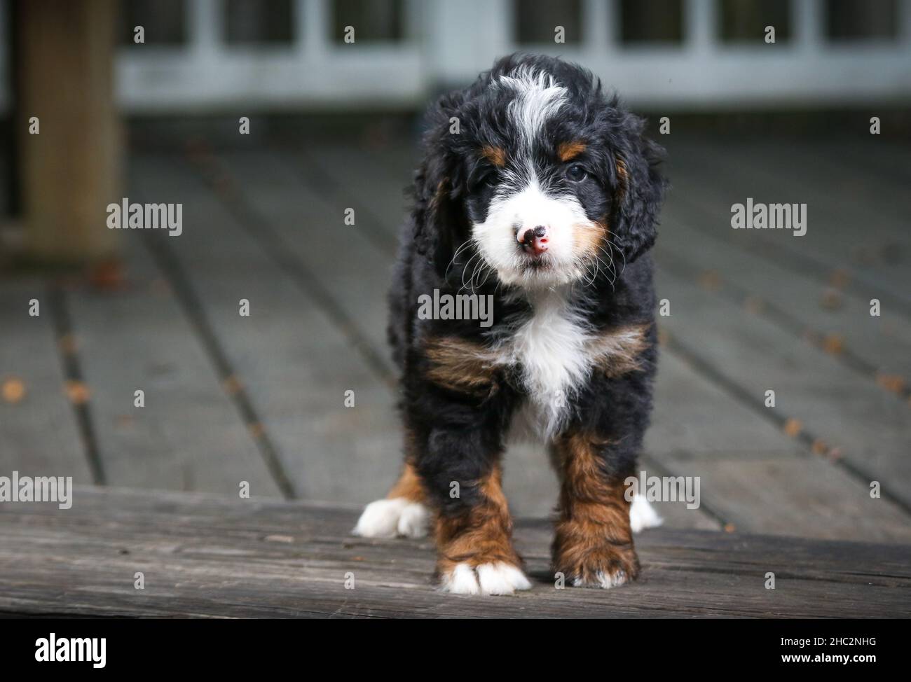 Tri colored Mini Bernedoodle Puppy standing on a deck looking at camera ...