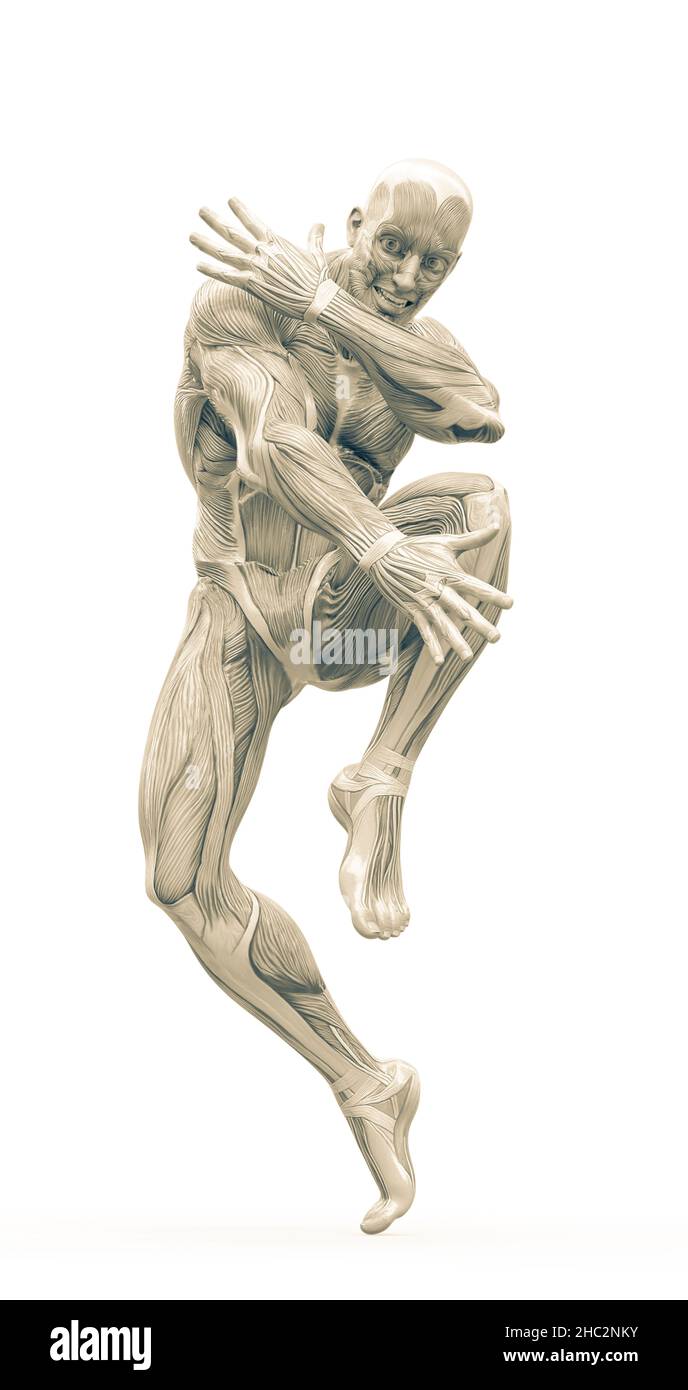 muscleman anatomy heroic body dancing pose three in white background ...