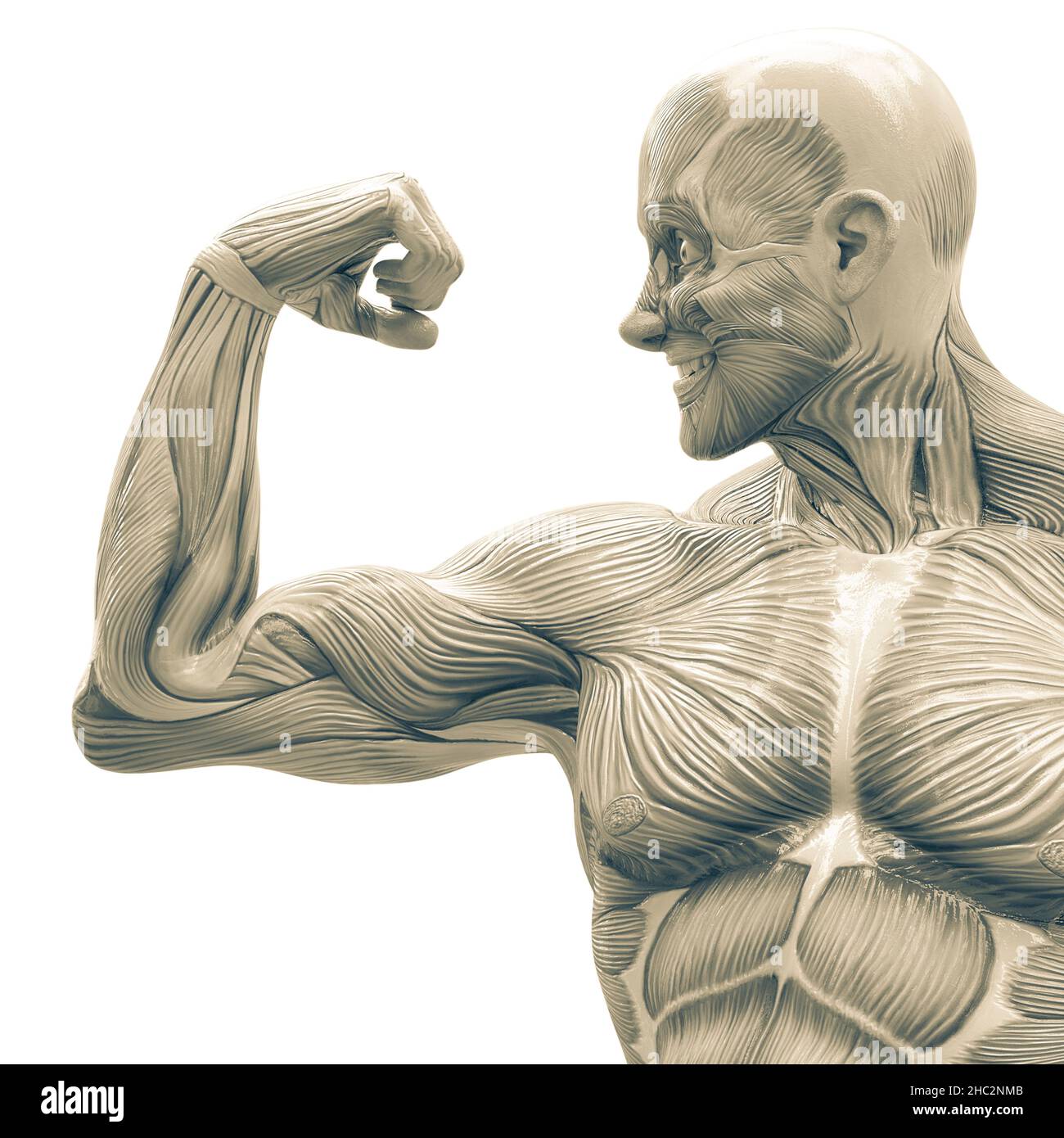 muscleman anatomy heroic body doing a bodybuilder pose twelve in white ...