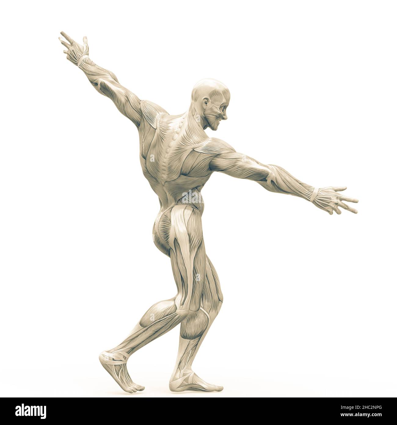 muscleman anatomy heroic body doing a bodybuilder pose nine in white ...