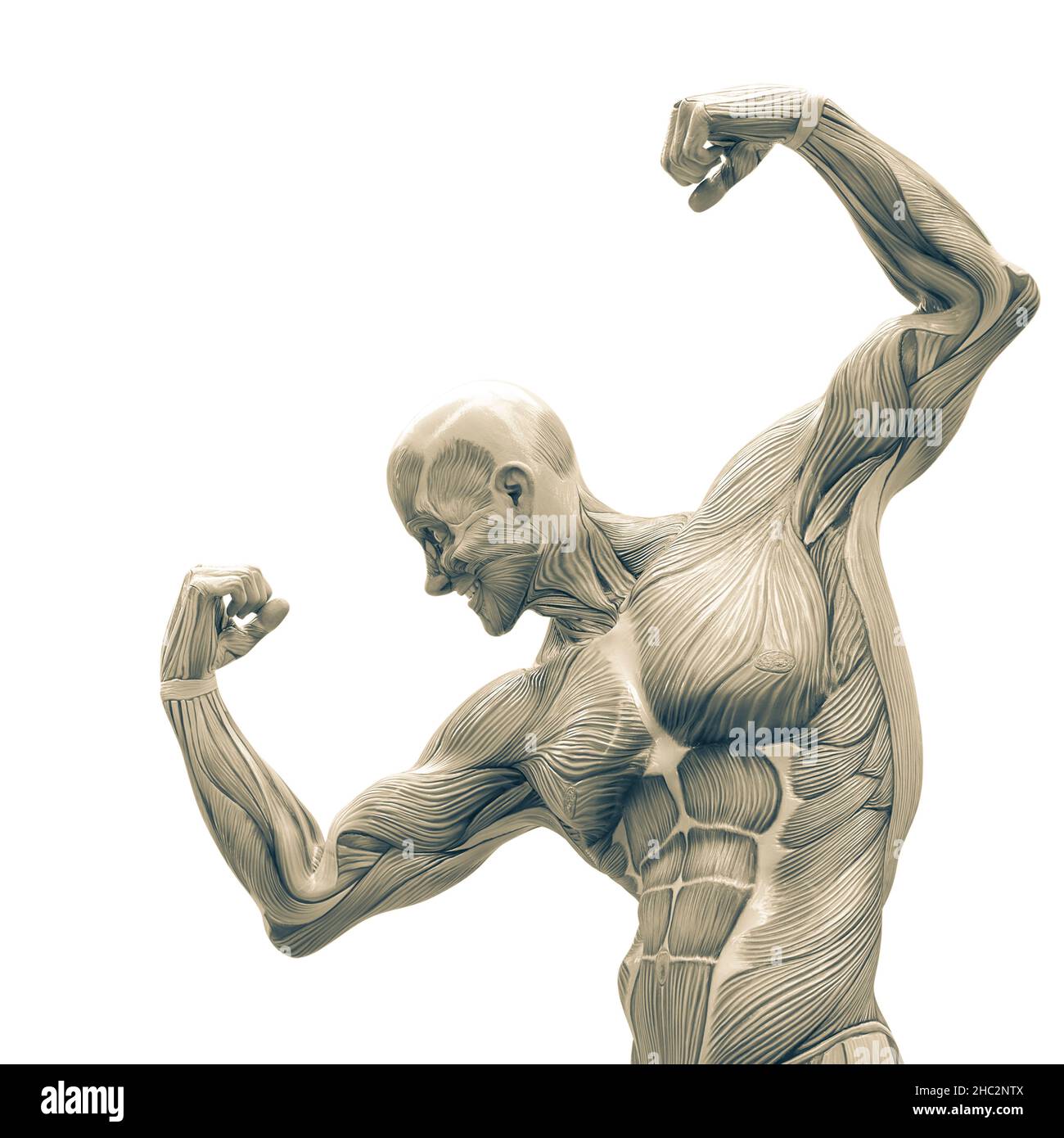 muscleman anatomy heroic body doing a bodybuilder pose two in white ...
