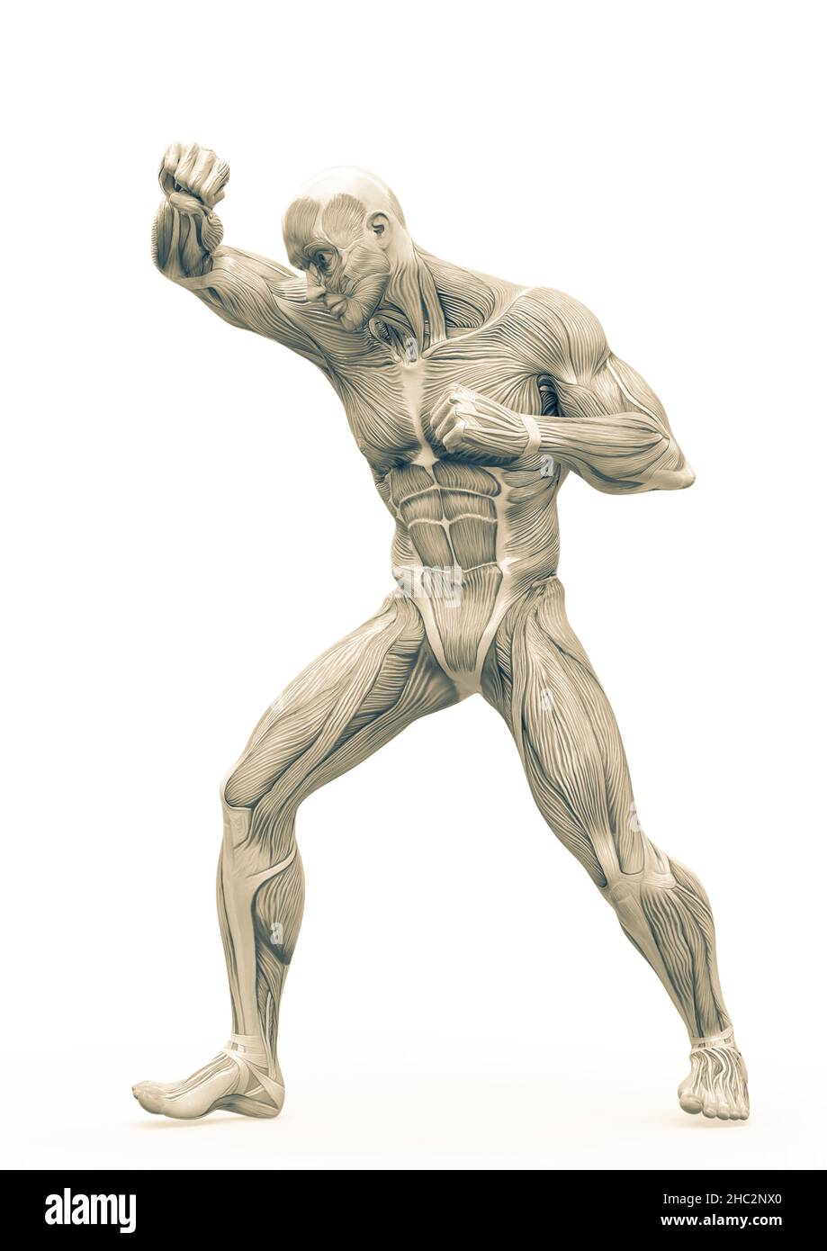 muscleman anatomy heroic body doing a fight pose in white background ...