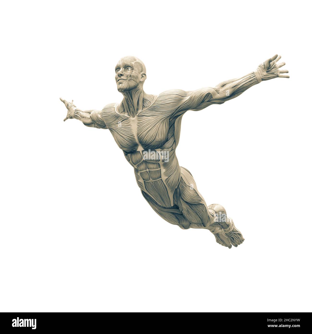 muscleman anatomy heroic body doing a free jump in white background, 3d ...