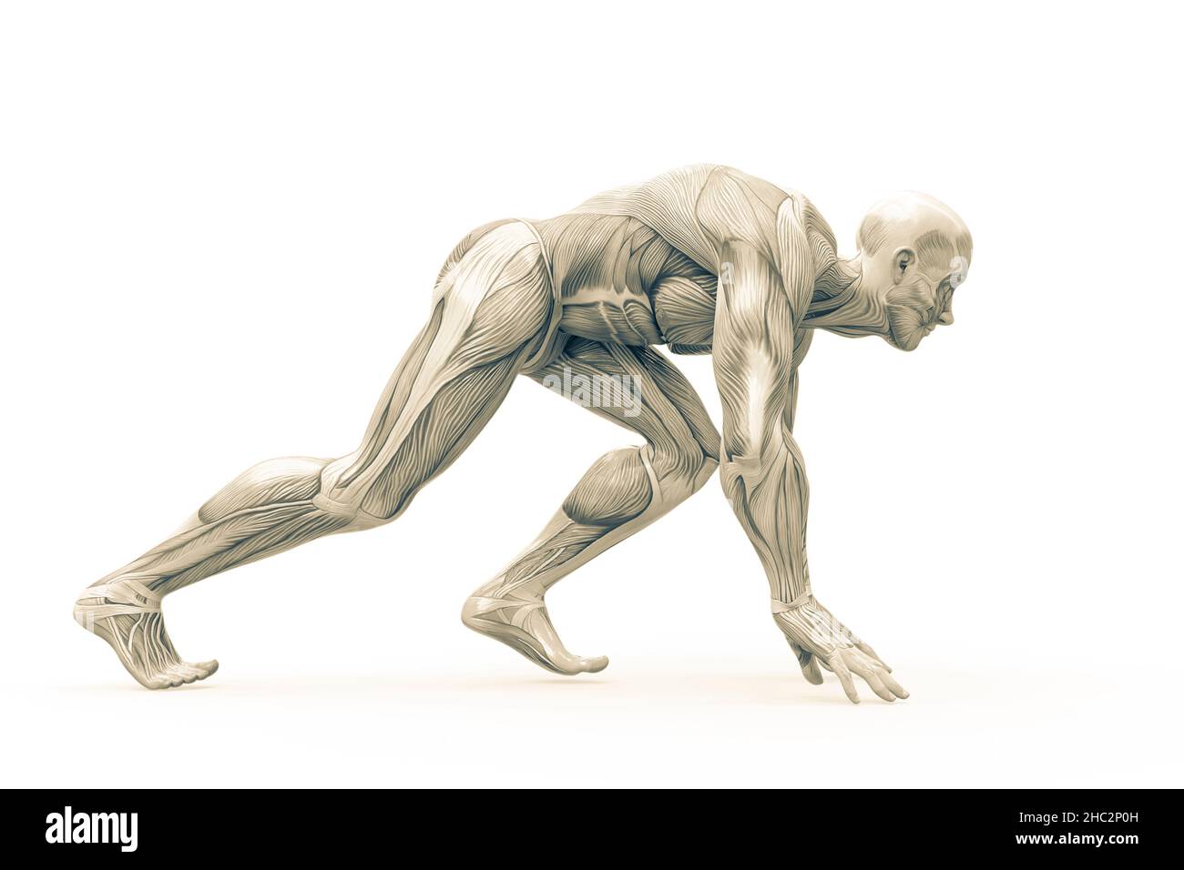 Human anatomy of a runner hi-res stock photography and images - Alamy