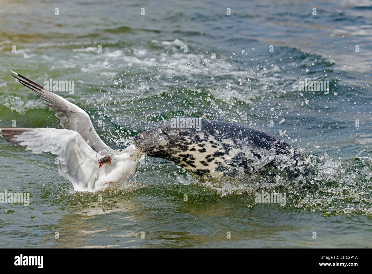 Seal fish hi-res stock photography and images - Alamy