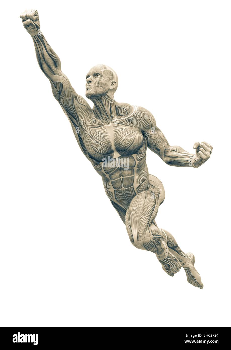 muscleman anatomy heroic body is flying up in white background, 3d ...