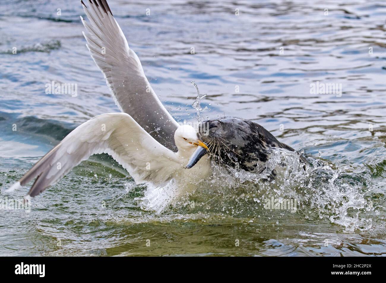 European herring gull (Larus argentatus) stealing / snatching caught ...