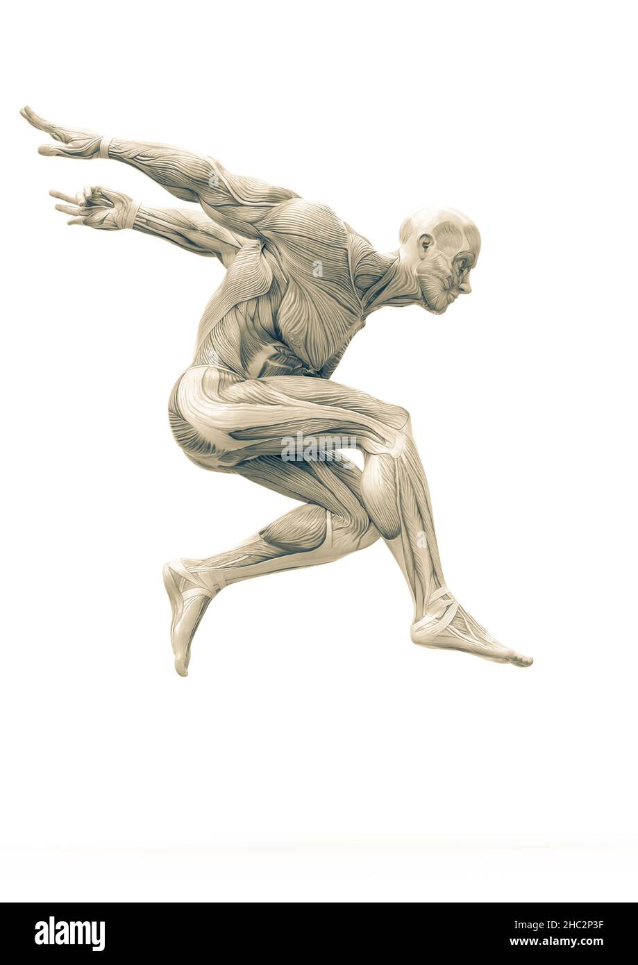 muscleman anatomy heroic body jumping in white background, 3d ...