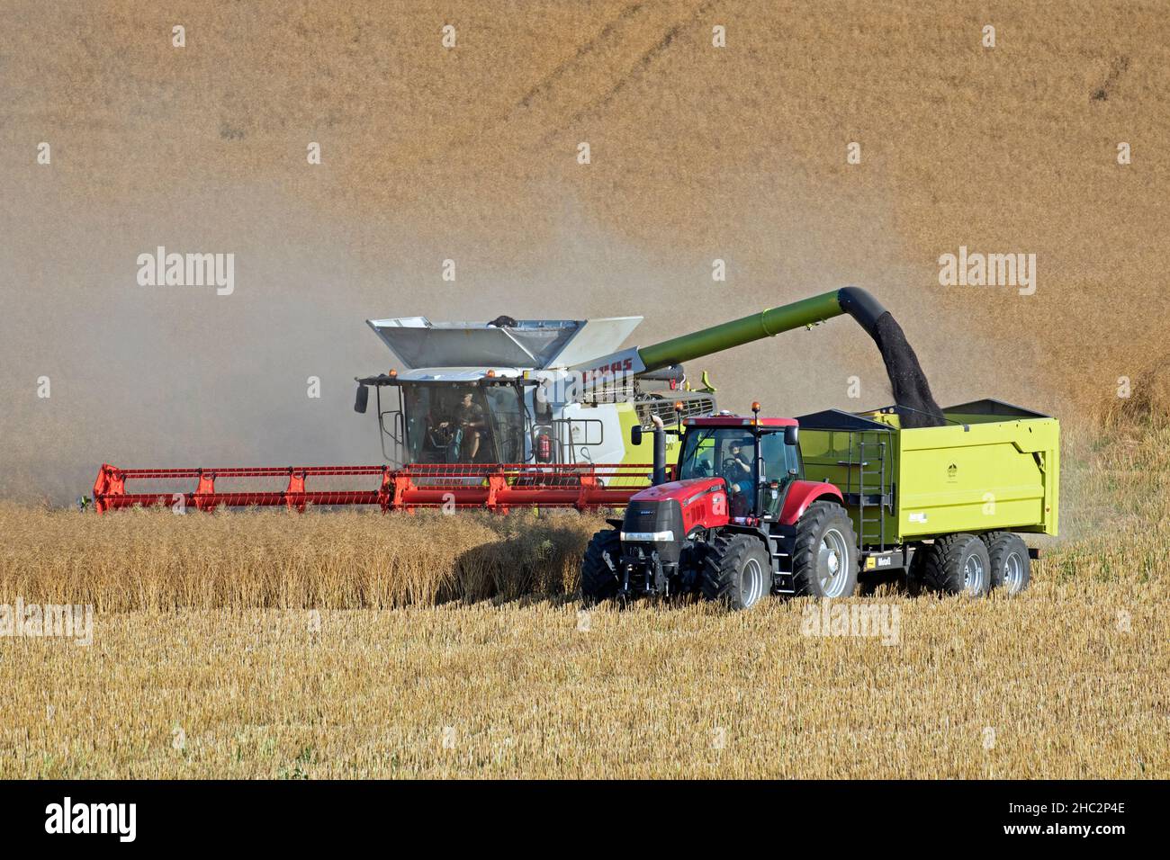 Combine harvester and tractor with trailer harvesting rapeseed field in ...