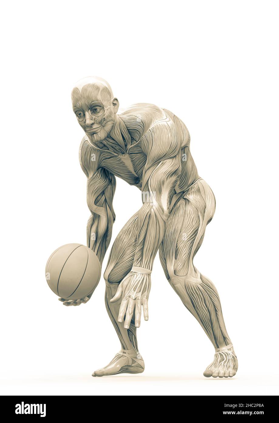 muscleman anatomy heroic body playing basketball in white background ...