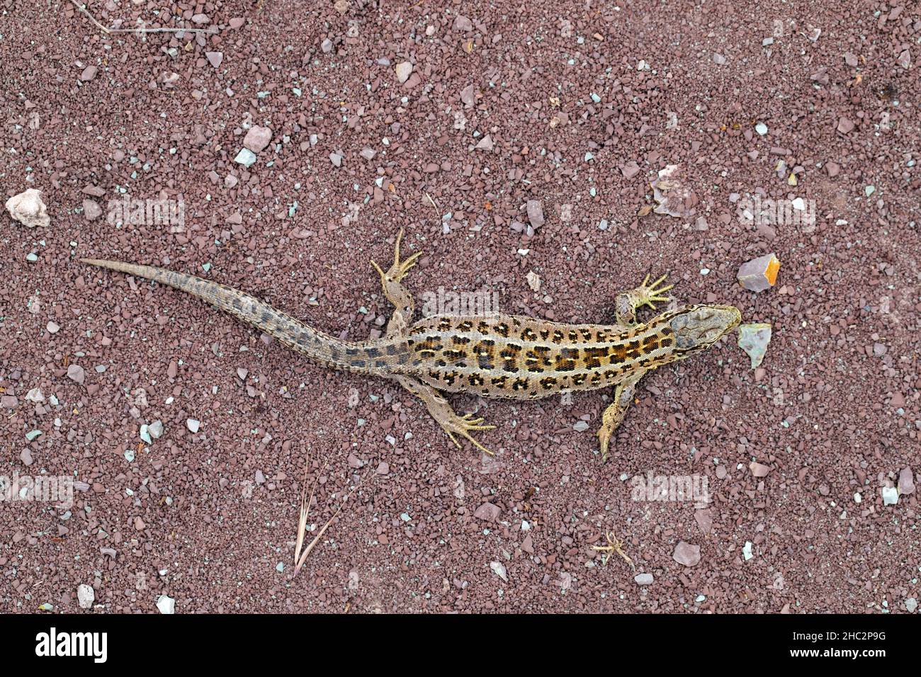 British lizards hi-res stock photography and images - Alamy