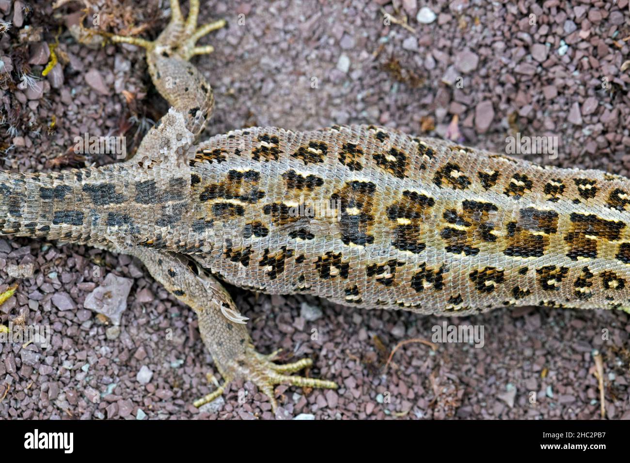 Sand lizard (Lacerta agilis) close-up of female shedding old skin from ...