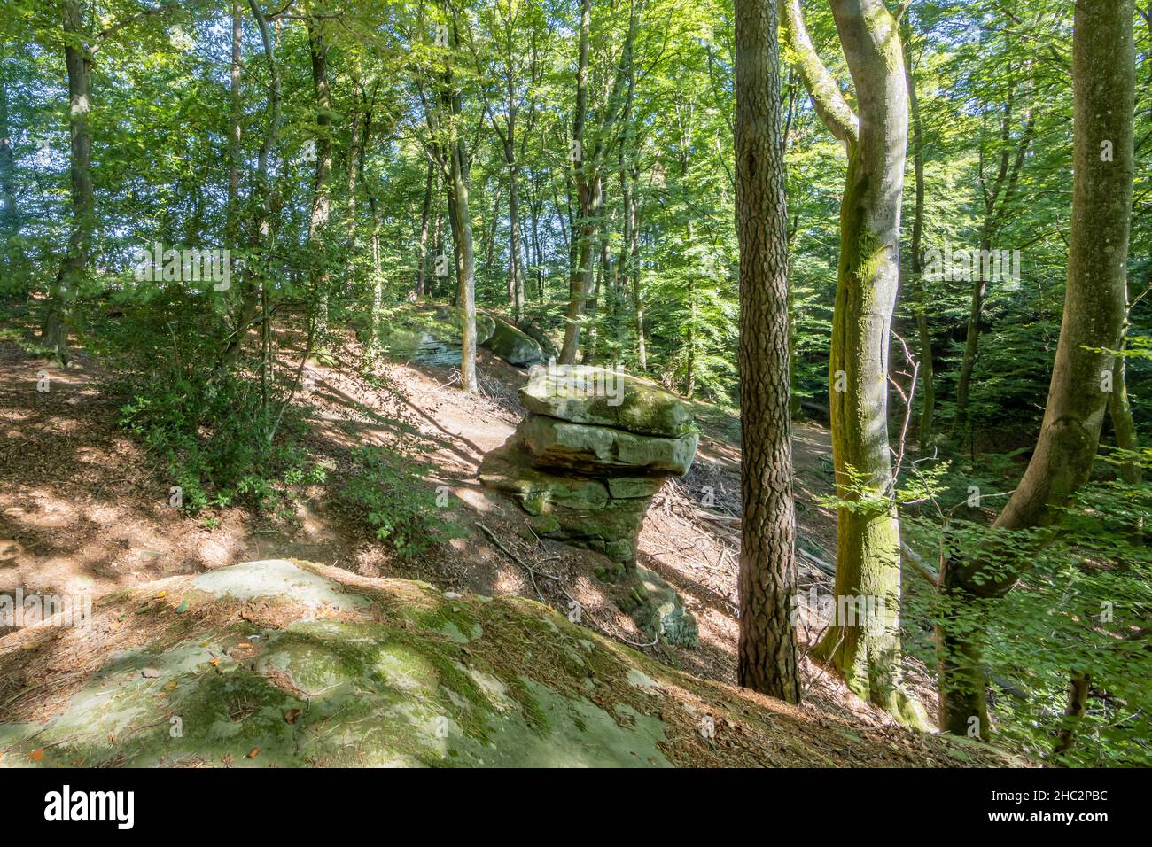 Hill with abundant green leafy trees with thin trunks with a rock ...