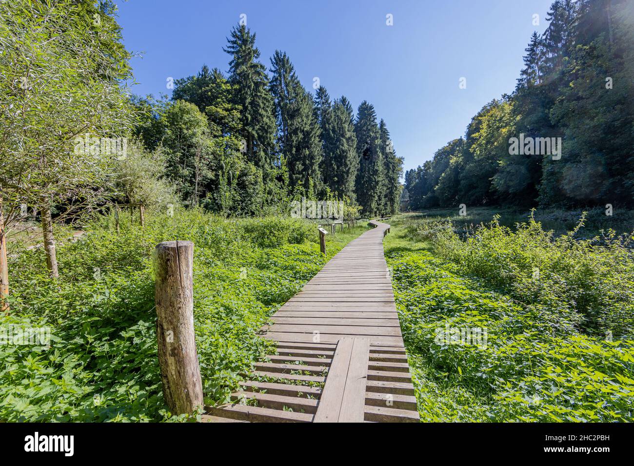 Wooden footpath fading into the background on Mullerthal Trail, marshy ...