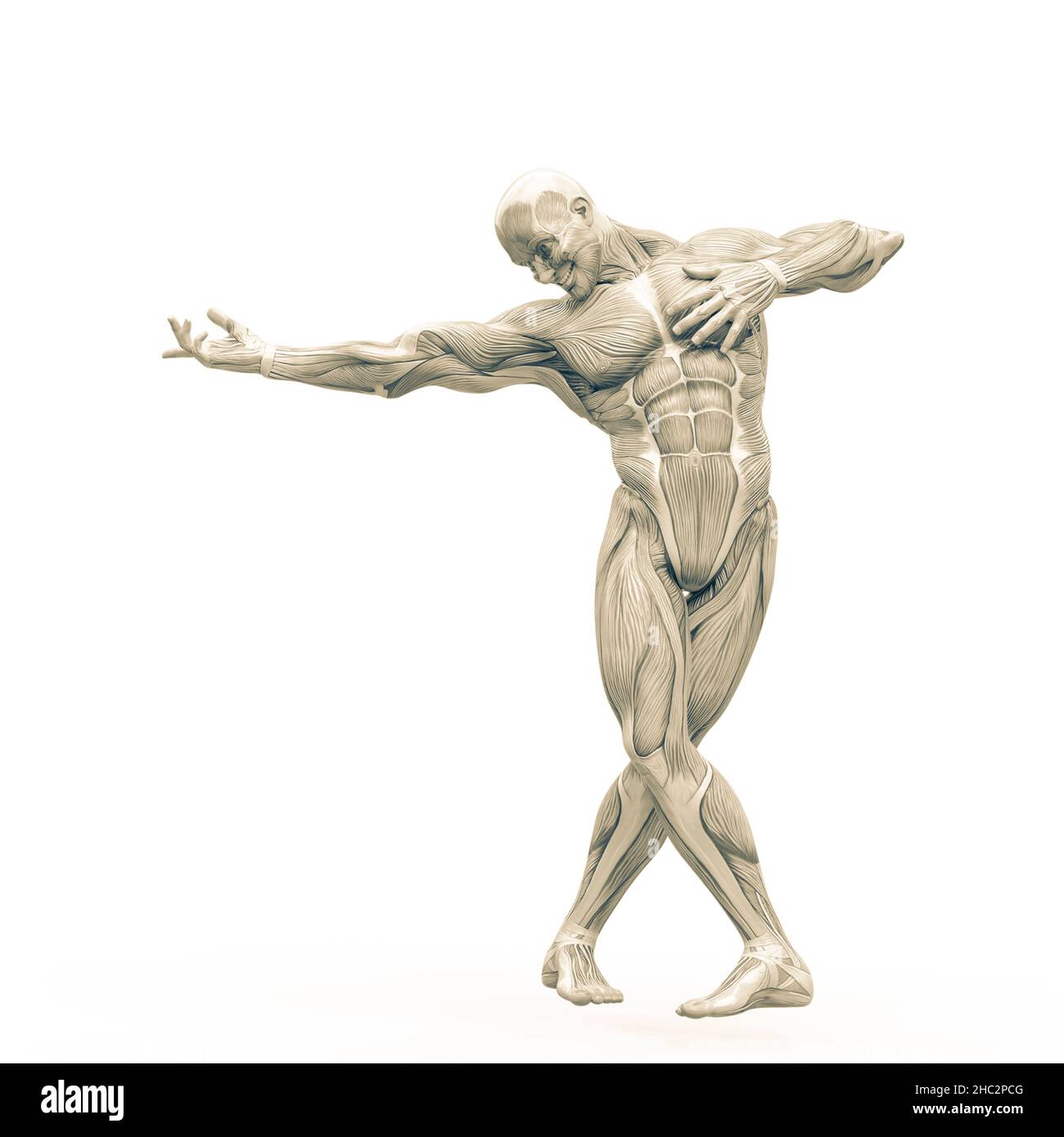 muscleman anatomy heroic body dancing pose one in white background ...