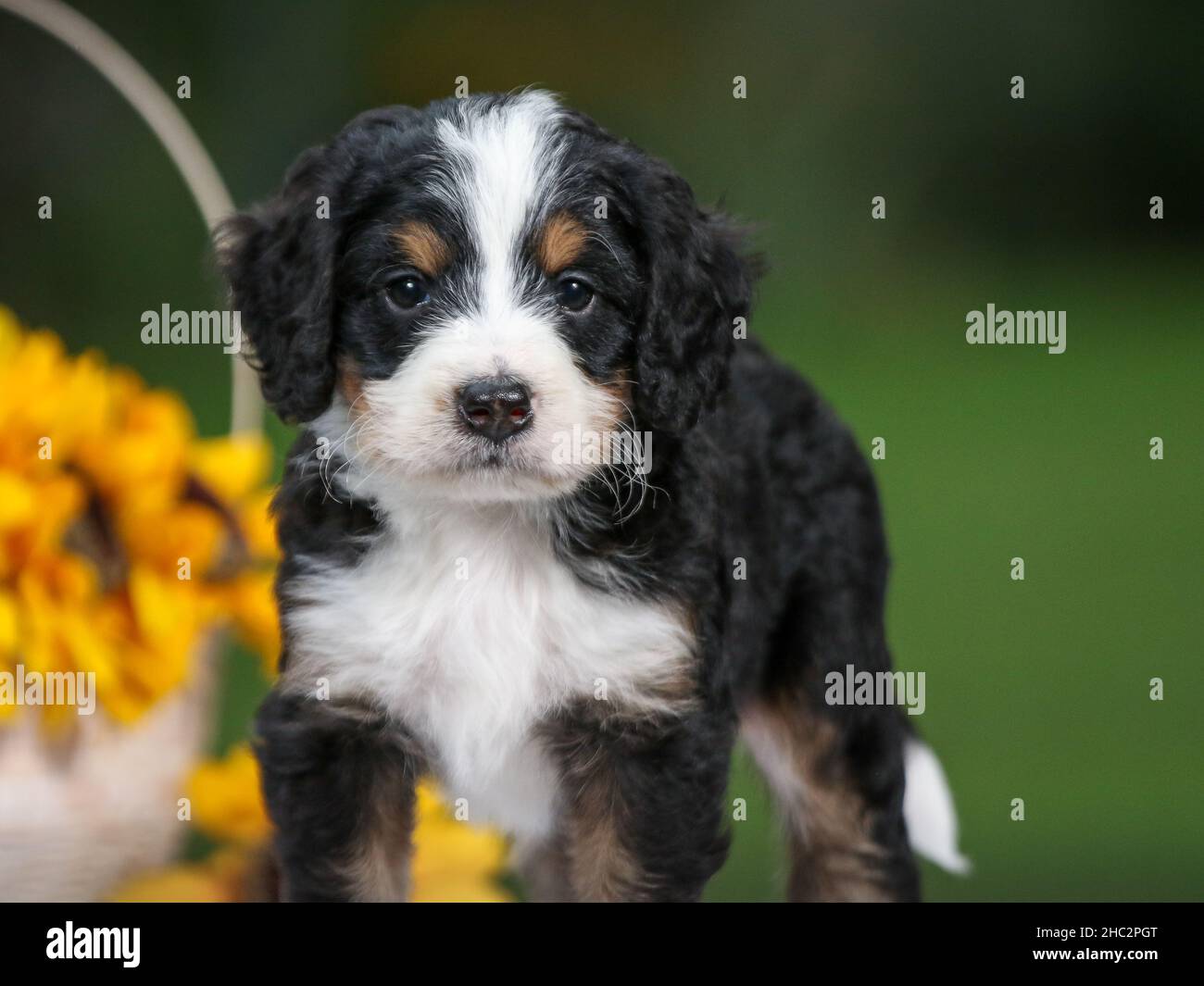 Tri-colored Mini Bernedoodle Puppy by sunflowers with green background ...