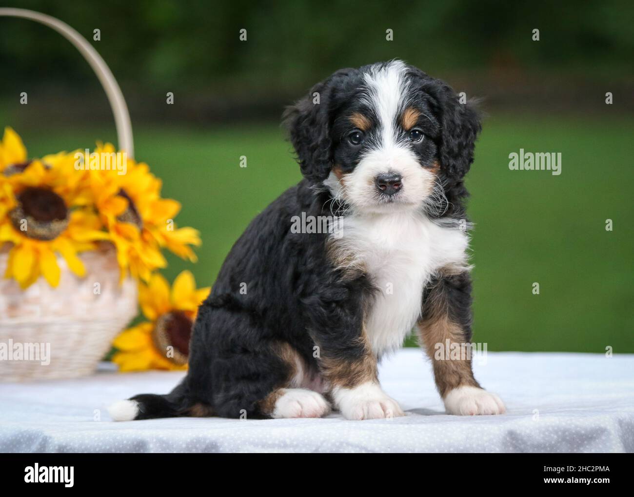 Tri-colored Mini Bernedoodle Puppy by sunflowers with green background ...