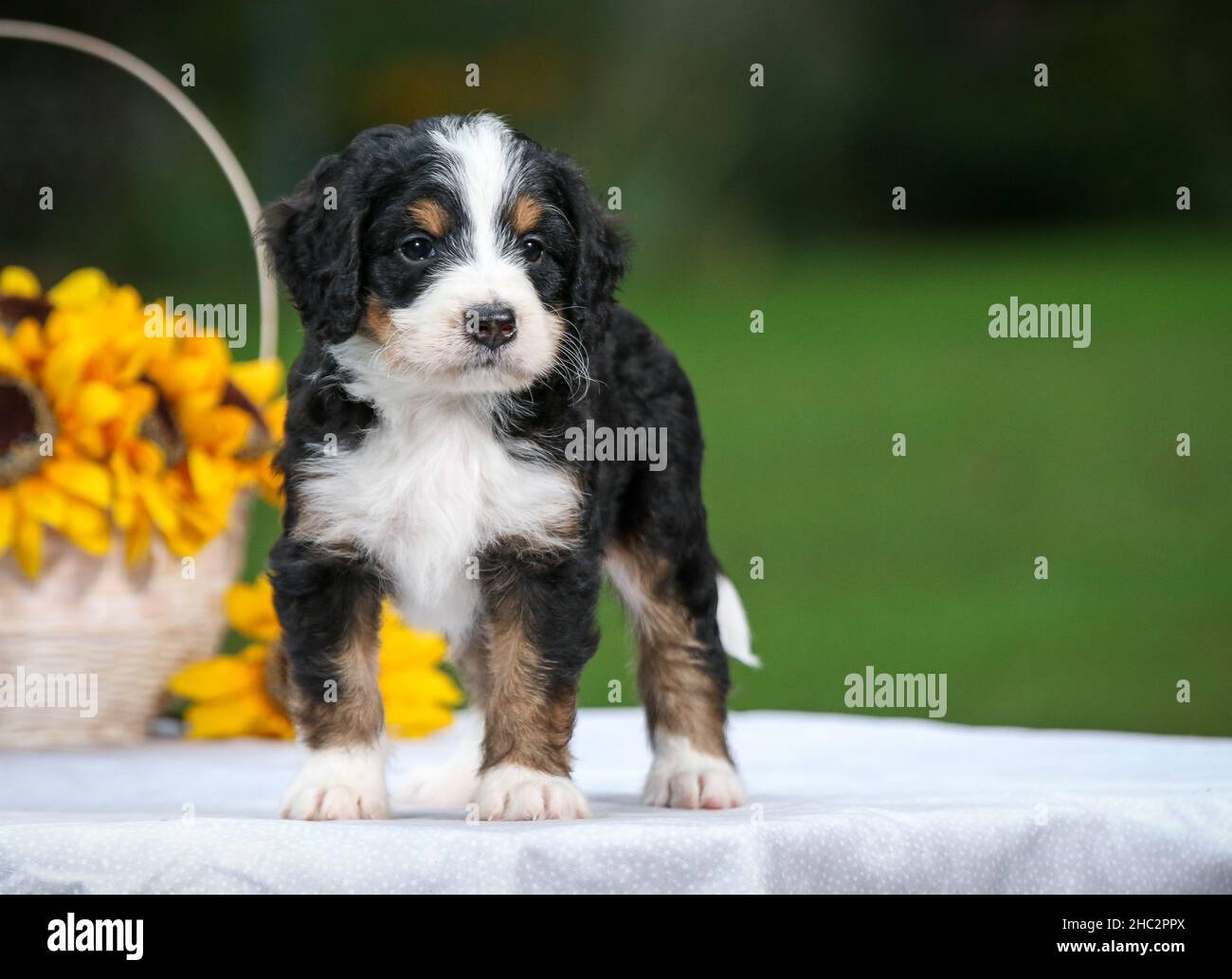 Tri-colored Mini Bernedoodle Puppy by sunflowers with green background ...