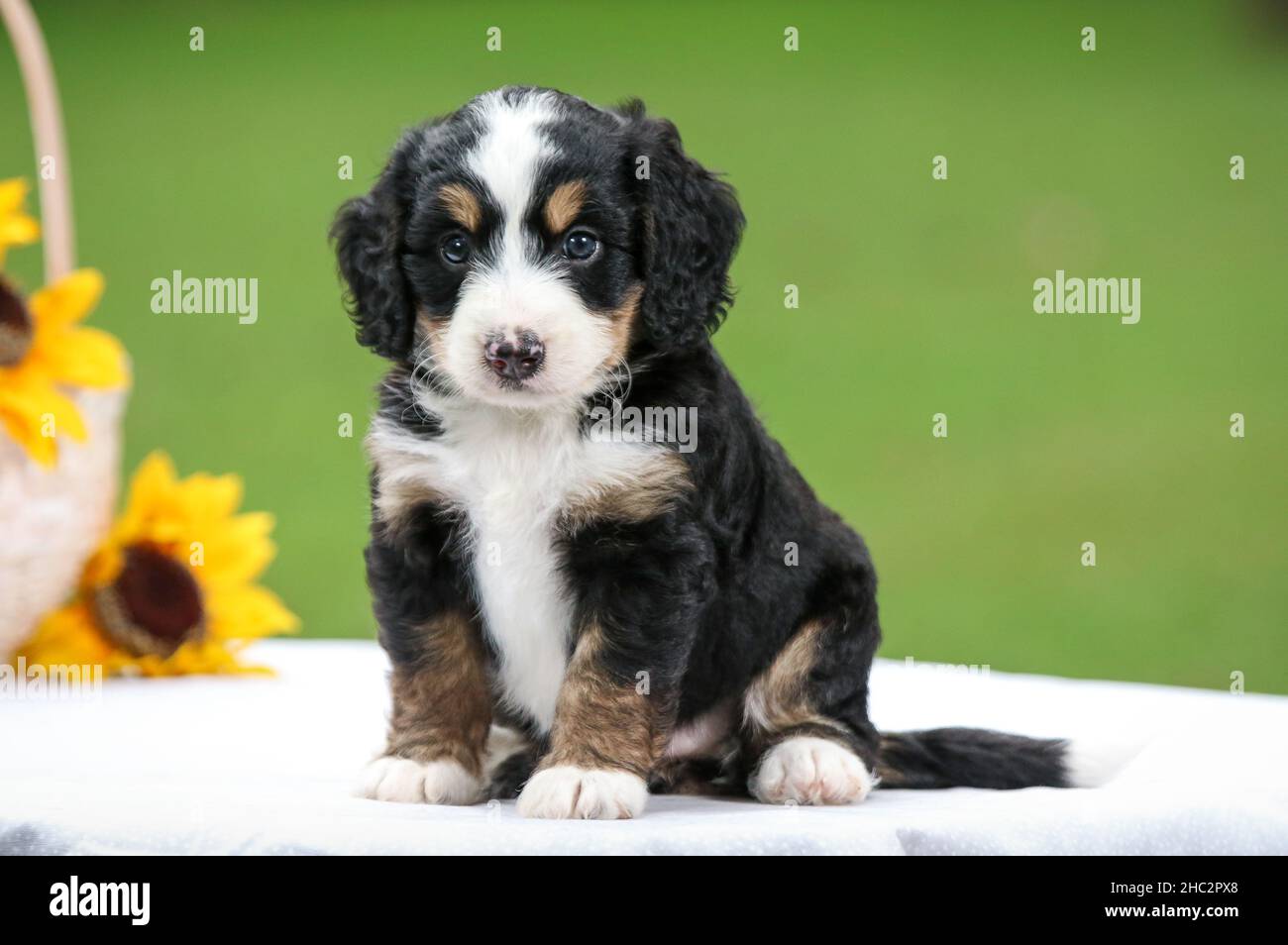 Tri-colored Mini Bernedoodle Puppy by sunflowers with green background ...