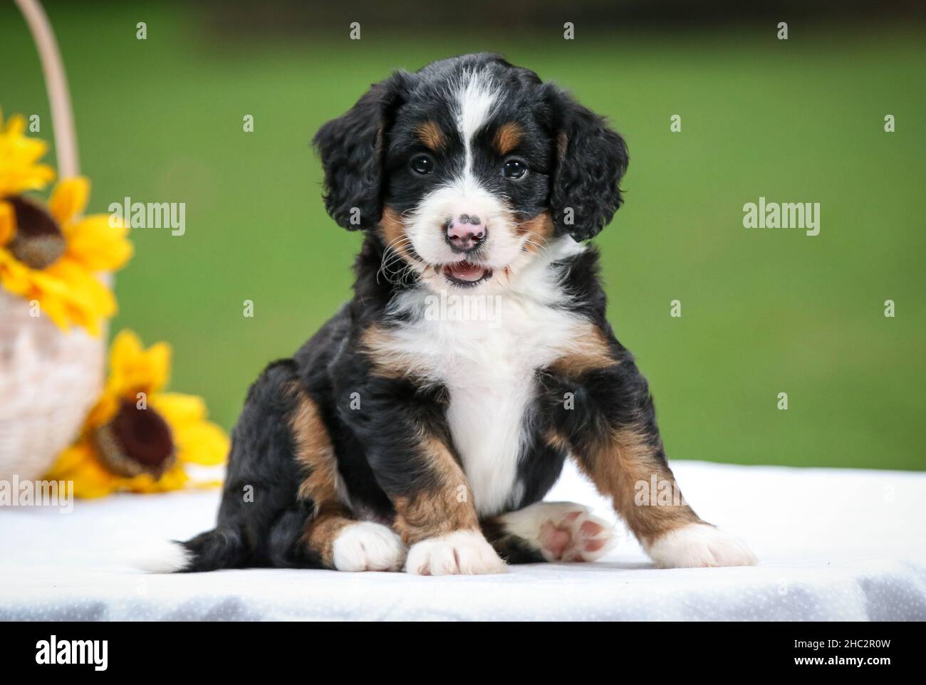 Tri-colored Mini Bernedoodle Puppy by sunflowers with green background ...